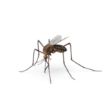 Pest Control in Anaheim, CA | Preventive