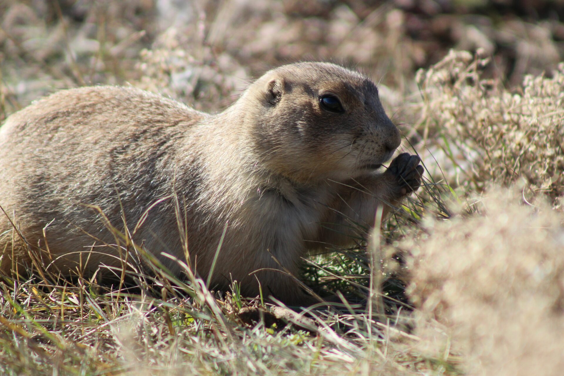 Gopher Control & Removal in Southern California | Preventive