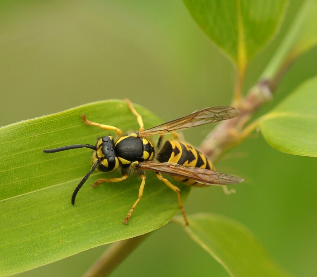 Wasp Removal in Southern California | Preventive