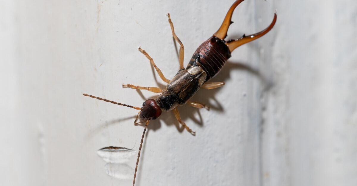 Pincher Bugs: The Complete Guide | Preventive Pest Control