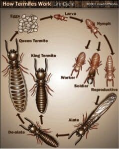 The 4 Main Termites of California: A Picture Guide