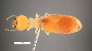 The 4 Main Termites of California: A Picture Guide
