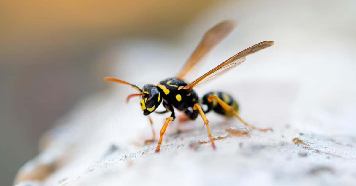 10 Most Dangerous & Deadly Insects to Beware Of in the US