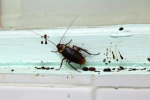 Cockroach Poop: 5 Signs & Prevention Tips