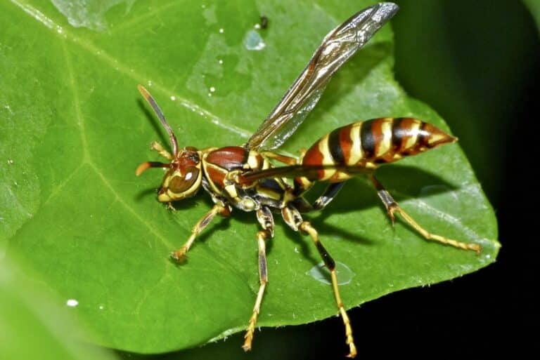 9 Common Wasps in California: Traits, Tips, and Prevention