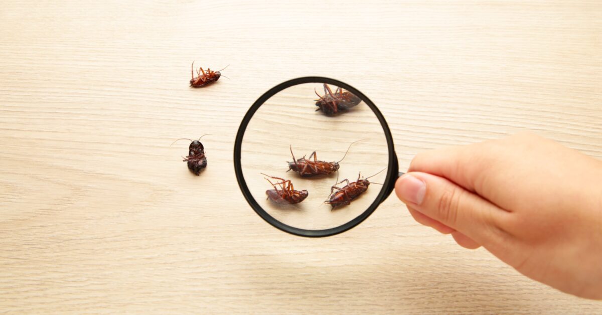 7 Interesting Cockroach Facts: Diet, Identification, & More