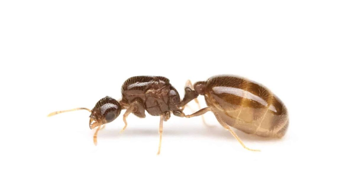 California Ants: Common Species & How to Eliminate Them