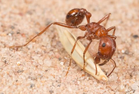 California Ants: Common Species & How to Eliminate Them
