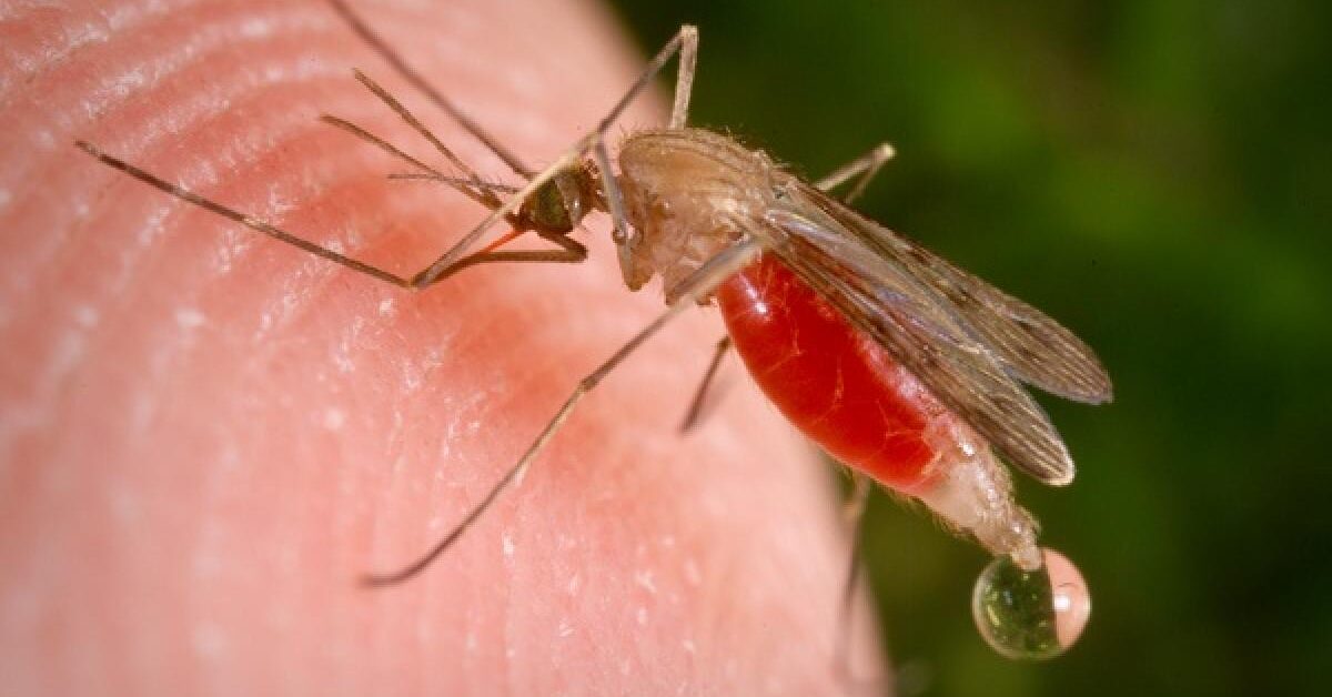 Common Mosquitoes in Southern California & How to Stay Safe