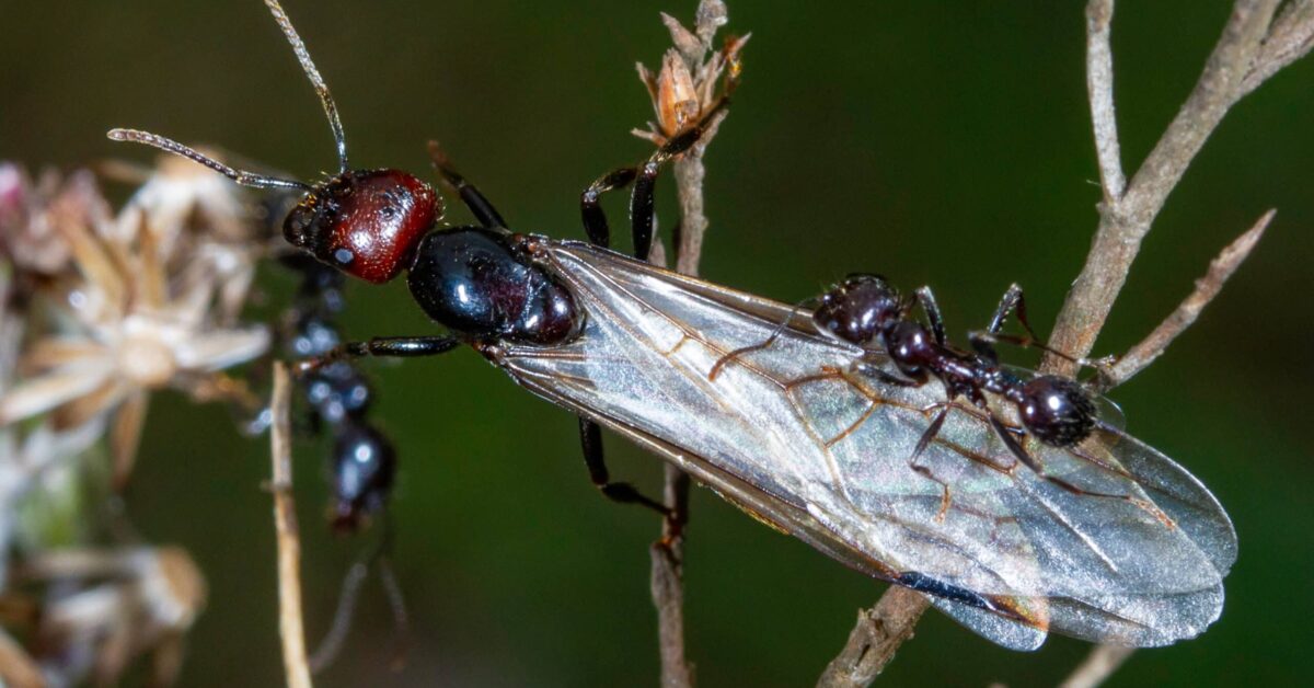 Ants With Wings: 7 Types of Flying Ants Explained